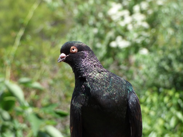 9,000+ Free Attroupement De Palomas & Paloma Images - Pixabay
