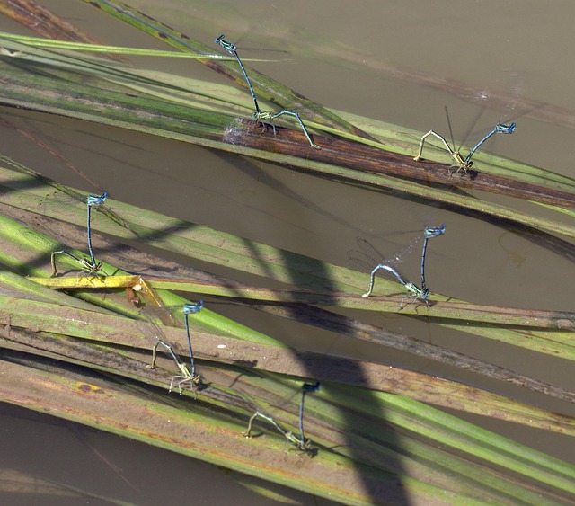 Dragonflies Pairing - Free photo on Pixabay