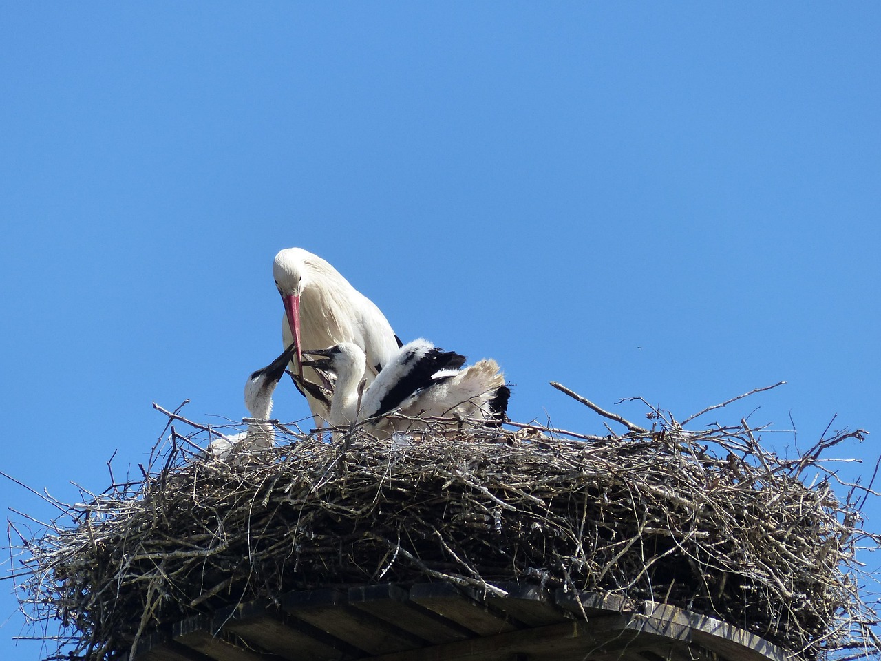 Stork Nest Couple - Free photo on Pixabay - Pixabay