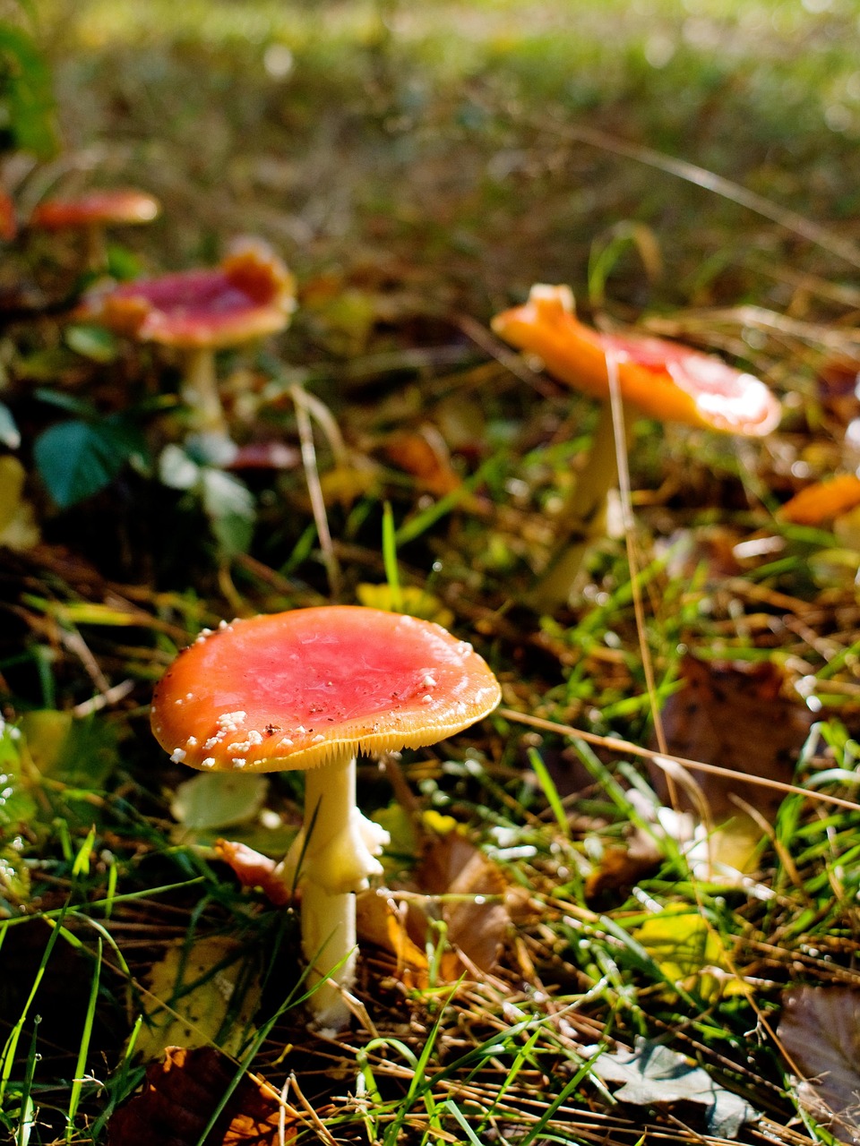 Mushrooms Forest Fall - Free photo on Pixabay - Pixabay