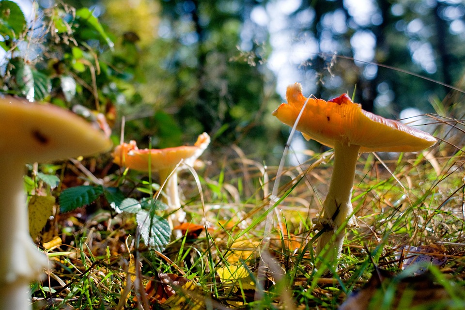 Mushrooms Forest Fall - Free photo on Pixabay - Pixabay