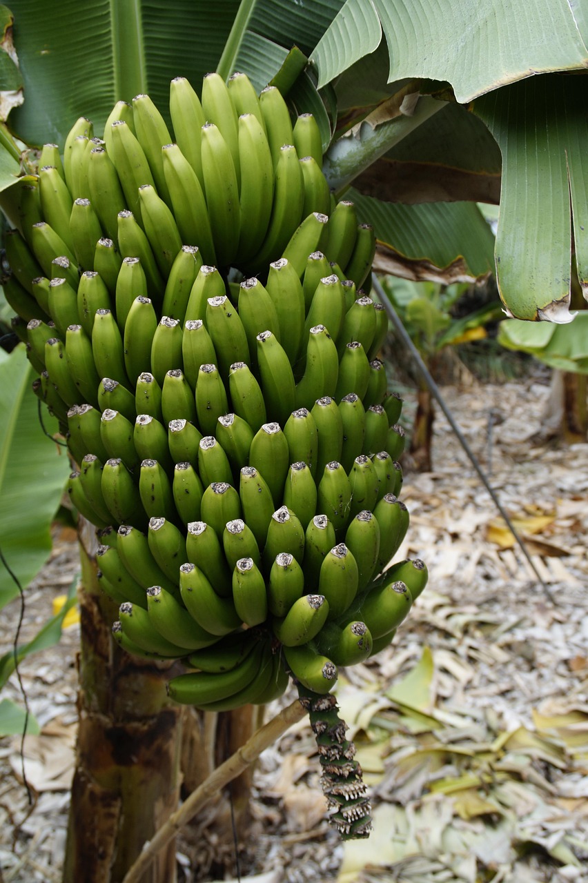 10,000+ Free Banana Plantation Tropical & Banana Images - Pixabay