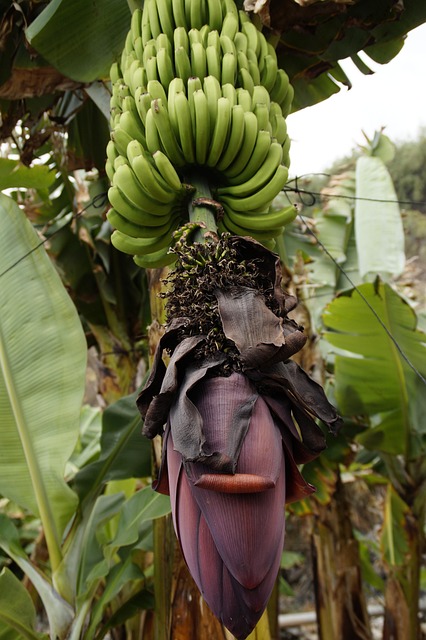Plantación De Banano Cultivo Del - Foto gratis en Pixabay - Pixabay
