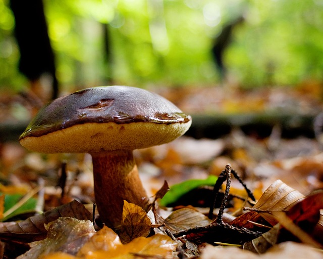 Mushrooms Forest Fall - Free photo on Pixabay