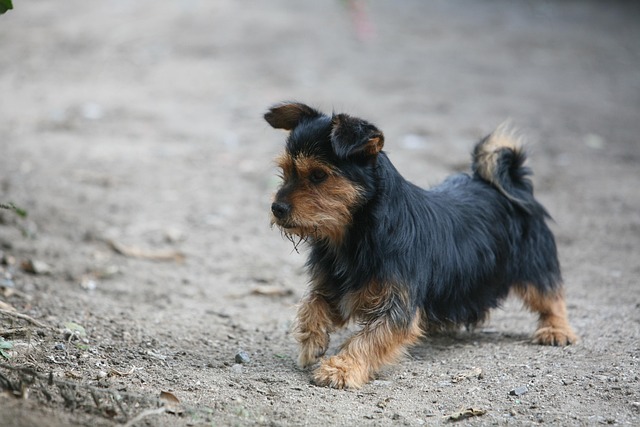 Cachorro Animal Bicho De - Foto gratuita no Pixabay - Pixabay