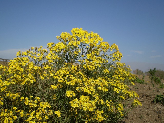Gelbe Blumen Wilde Feld - Kostenloses Foto auf Pixabay - Pixabay