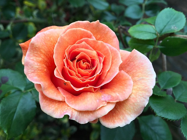 Rosa Flor De Noble - Foto gratis en Pixabay - Pixabay