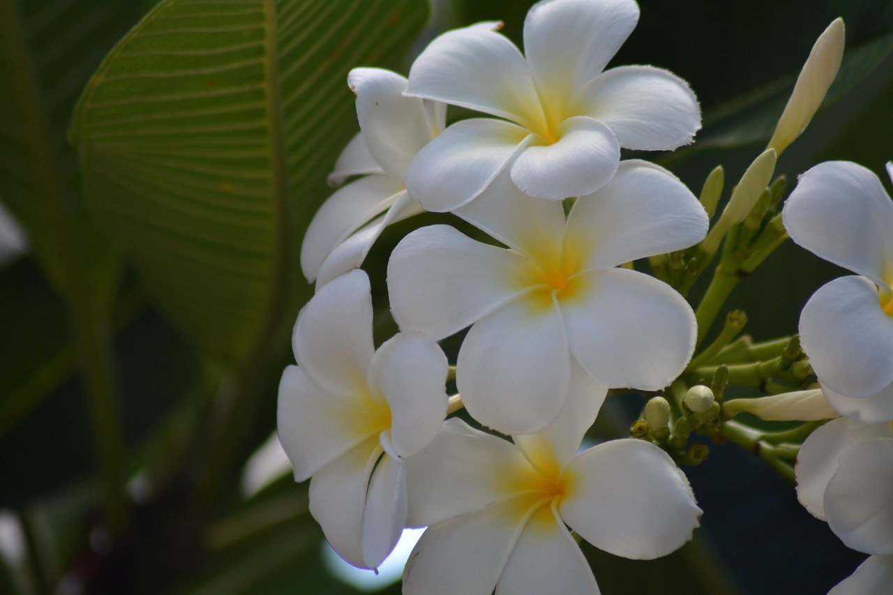 60,000+ Free Frangipani Flower & Frangipani Images - Pixabay