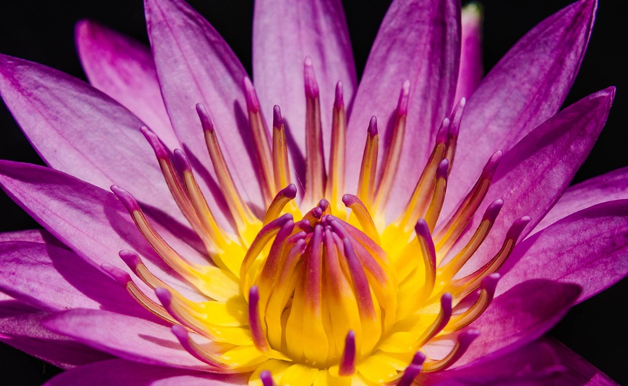 Merapatkan Close Up Dari Lily Air - Foto gratis di Pixabay - Pixabay