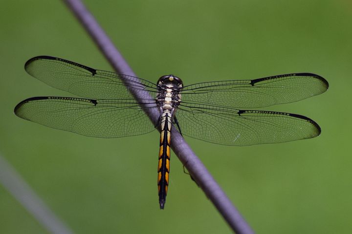 400+ Free Damselfly & Insect Images