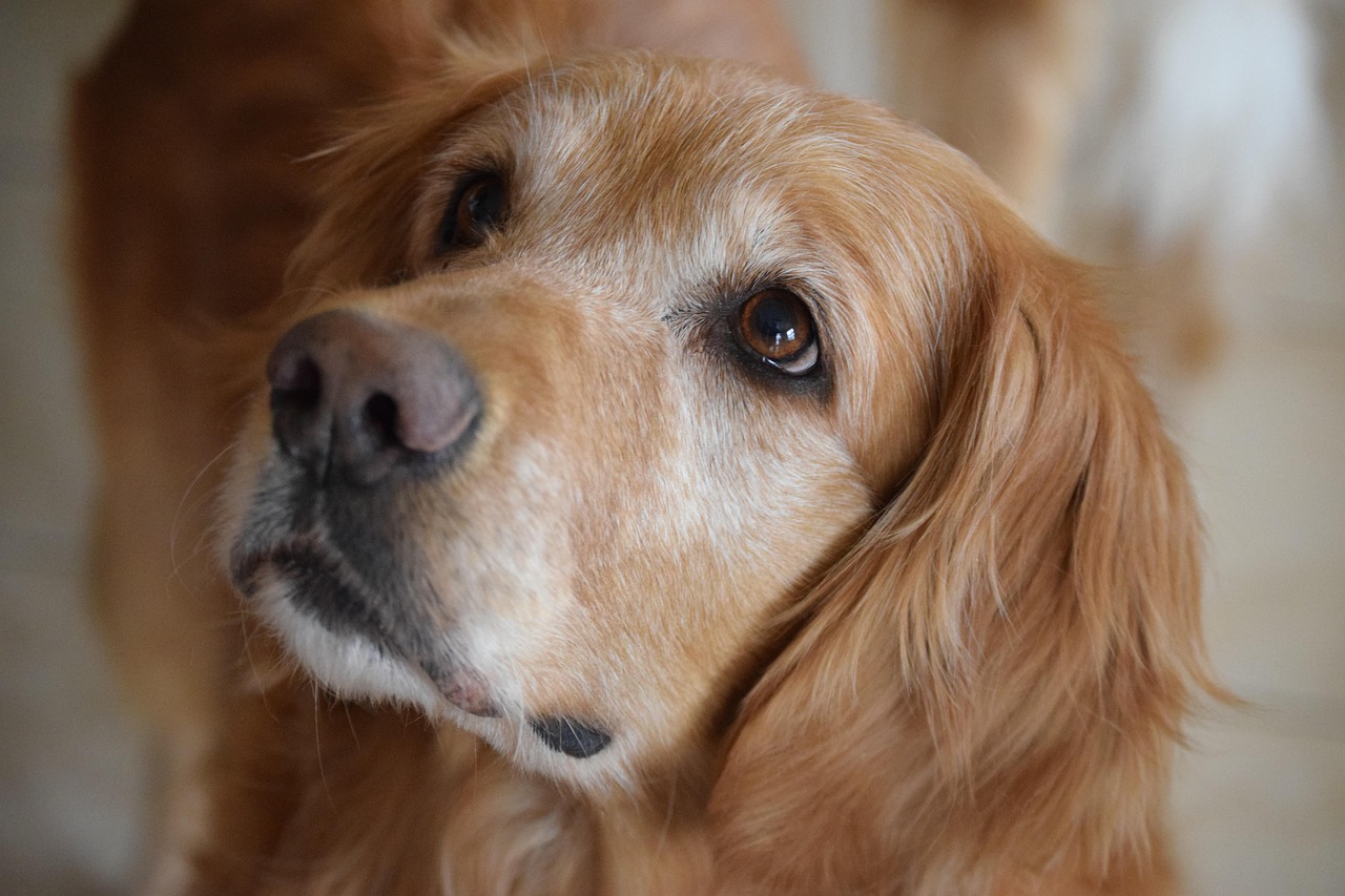 40,000+ Free Baby Golden Retriever & Golden Retriever Images - Pixabay