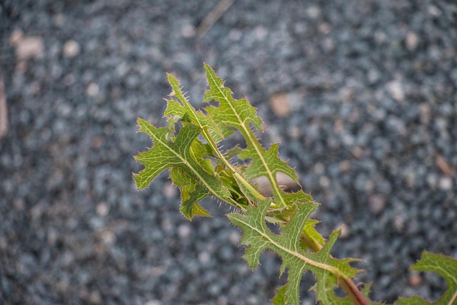 Tanaman Belukar Daun-Daun - Foto gratis di Pixabay - Pixabay