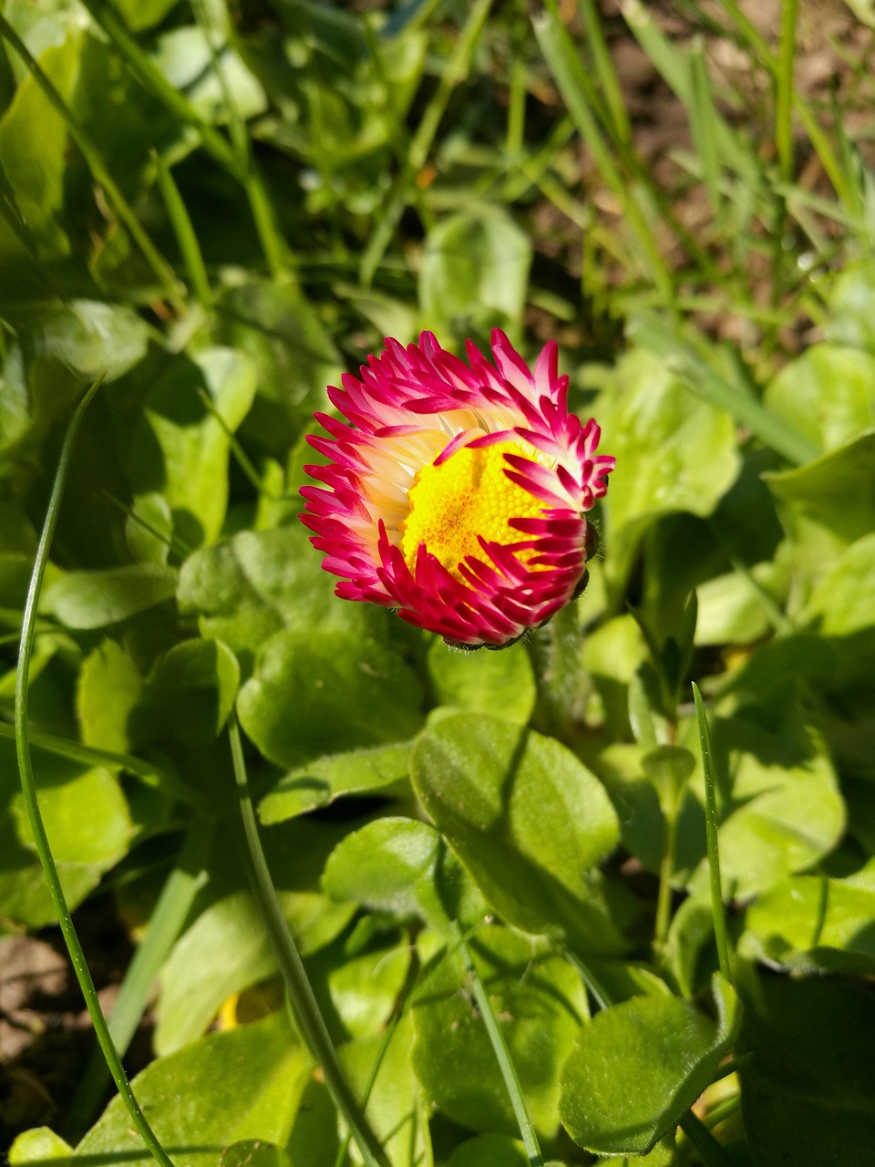 Margaridas Flores Cor De Rosa - Foto gratuita no Pixabay - Pixabay