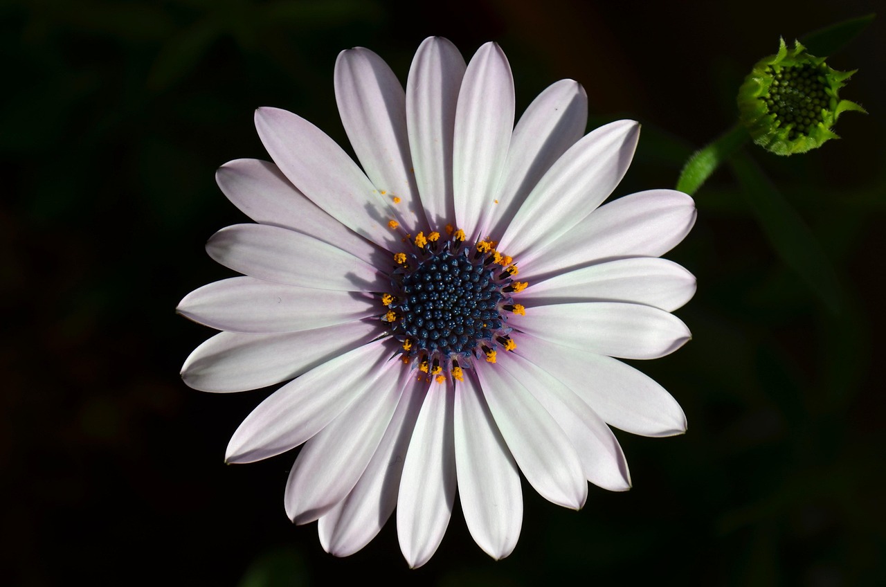 Más de 200 imágenes gratis de Margaritas Moradas y Naturaleza - Pixabay