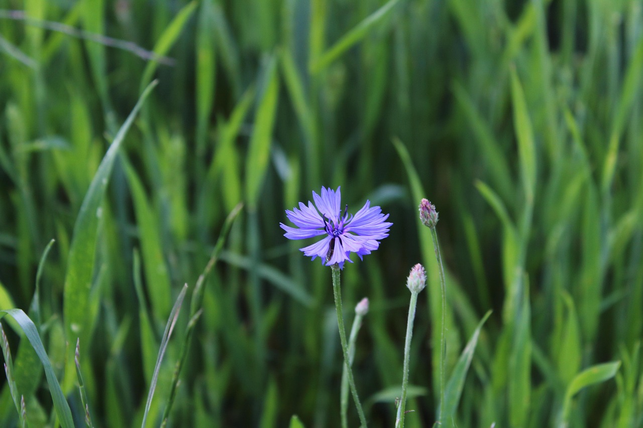 Meadow Nature Blue Flowers - Free photo on Pixabay - Pixabay
