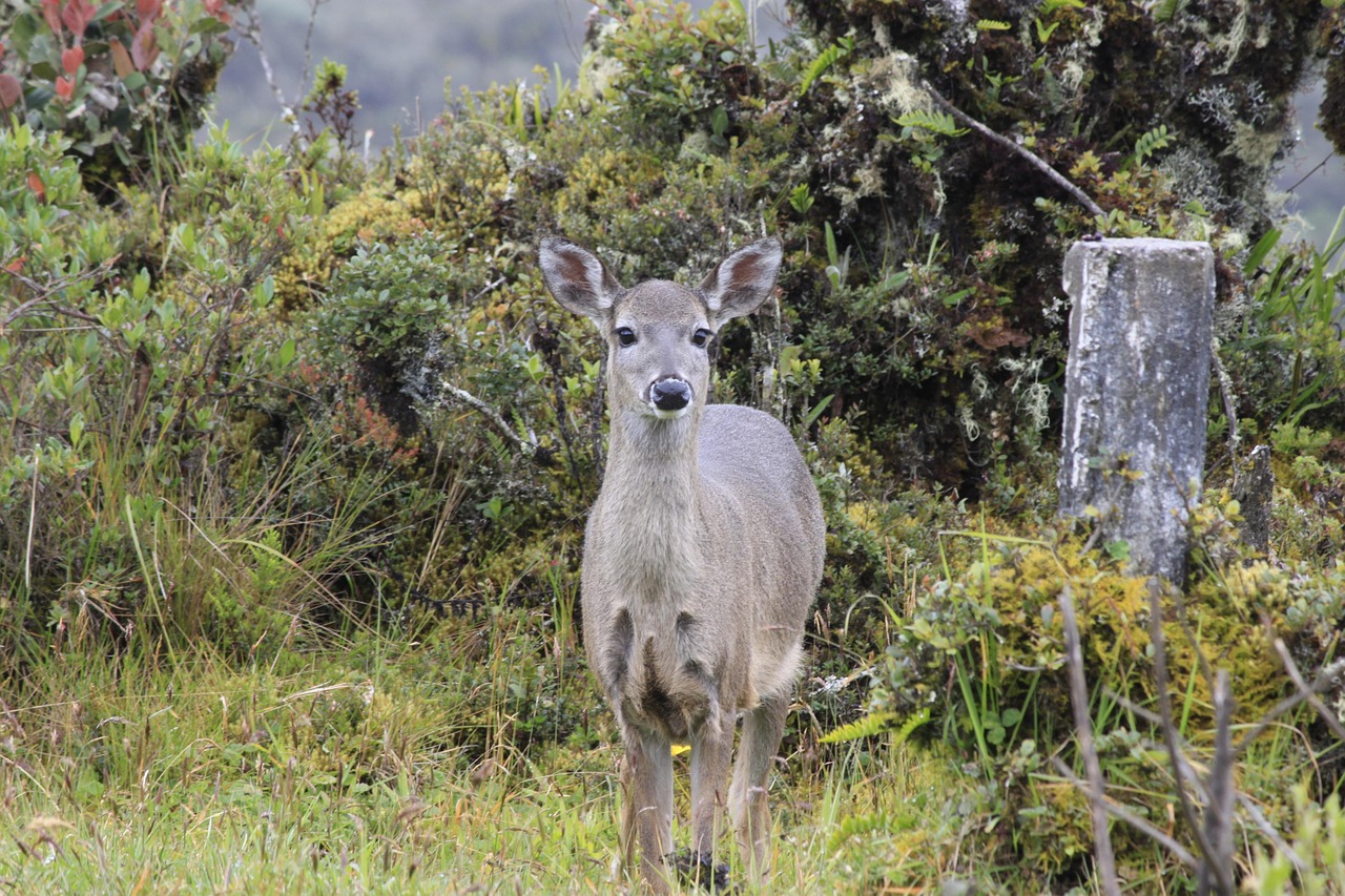 Venado En El Páramo De Chingaza - Foto gratis en Pixabay - Pixabay