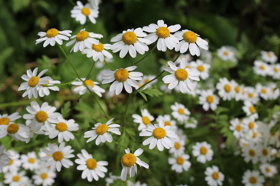 Daisy Blomst Smuk - Gratis foto på Pixabay