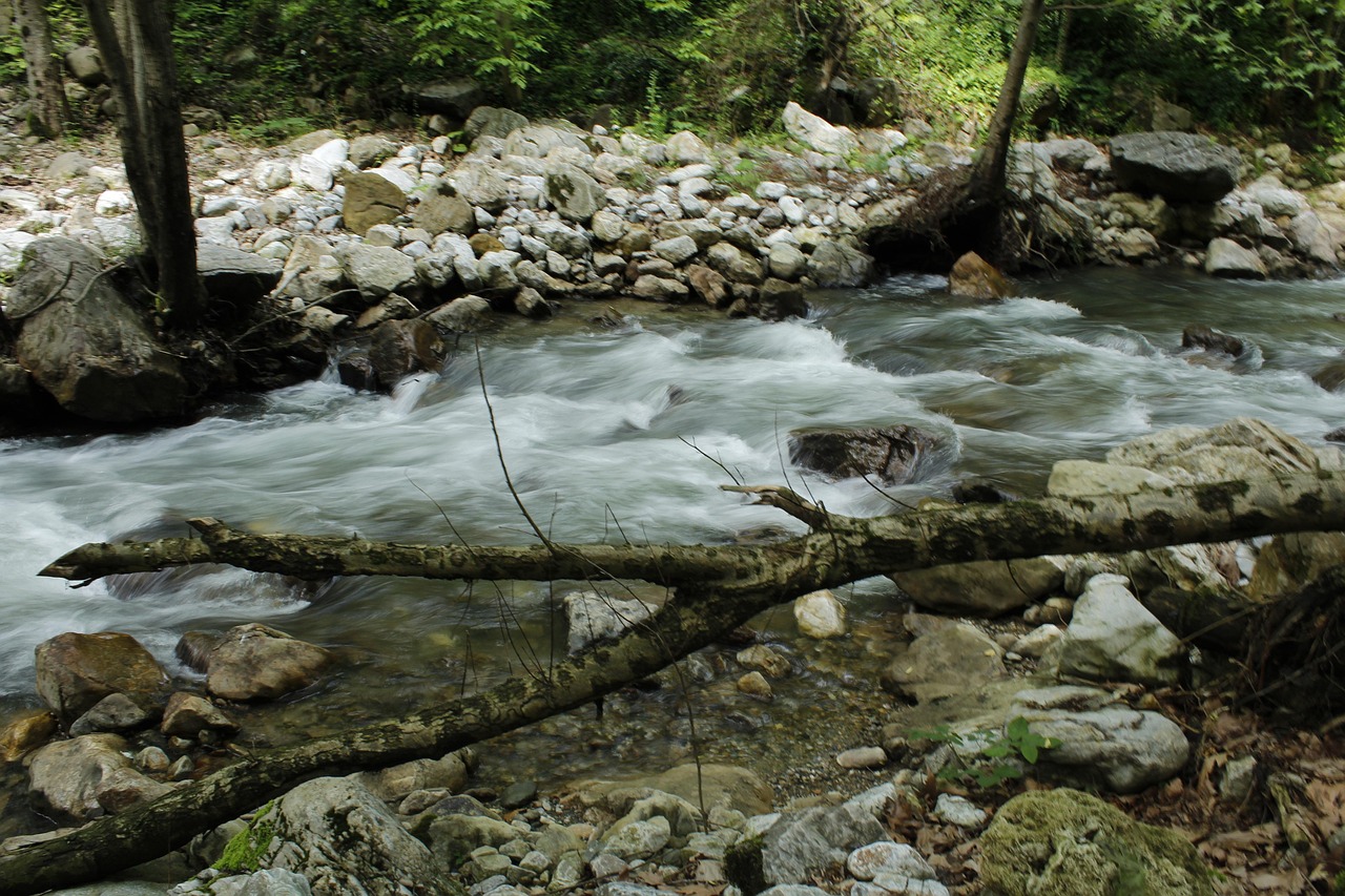 Dass Natur Ansicht - Kostenloses Foto auf Pixabay - Pixabay