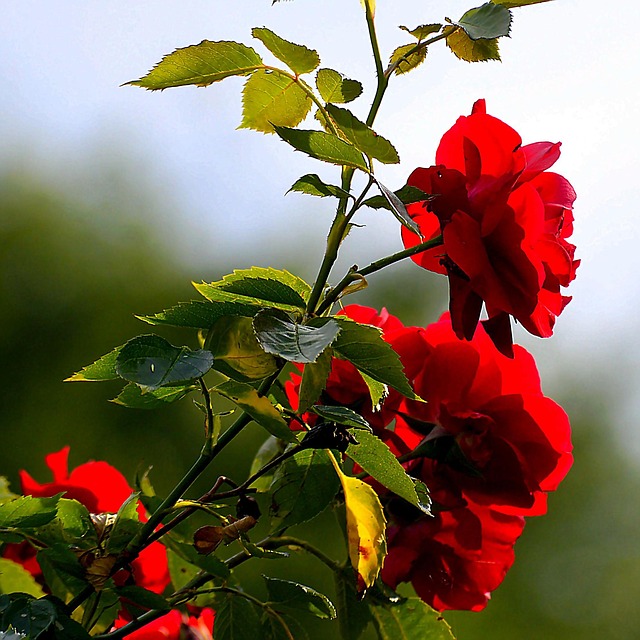 Rose Strauch Blüte - Kostenloses Foto auf Pixabay - Pixabay
