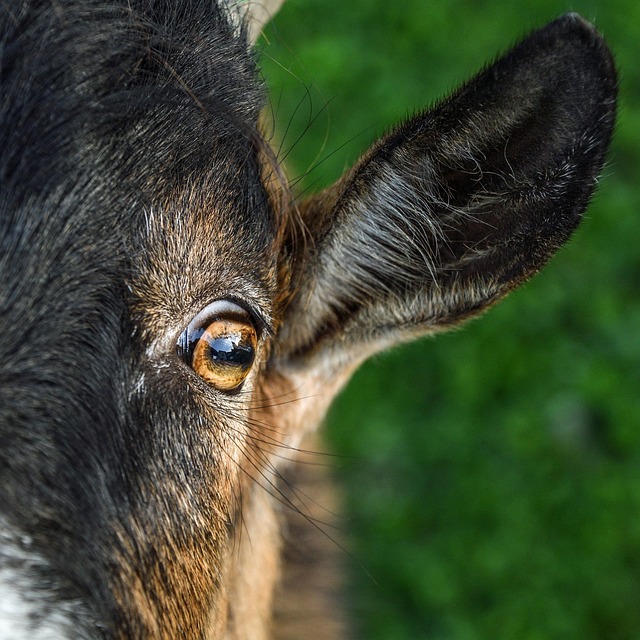 Goat Young Eye - Free photo on Pixabay
