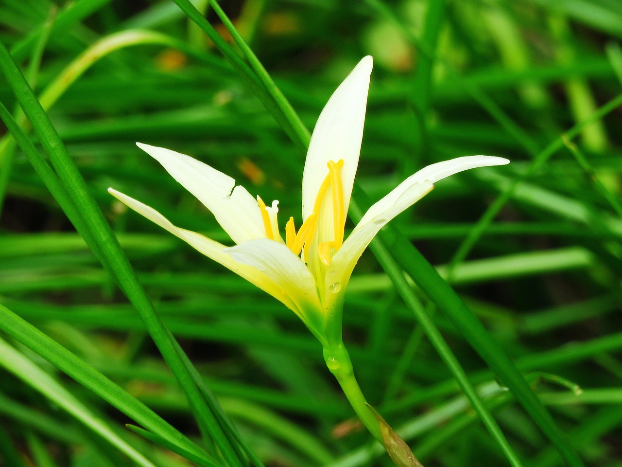 Bunga Segar Alam - Foto gratis di Pixabay - Pixabay