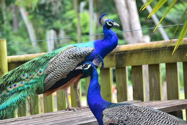 Pavo Real Zoo Pájaro - Foto gratis en Pixabay