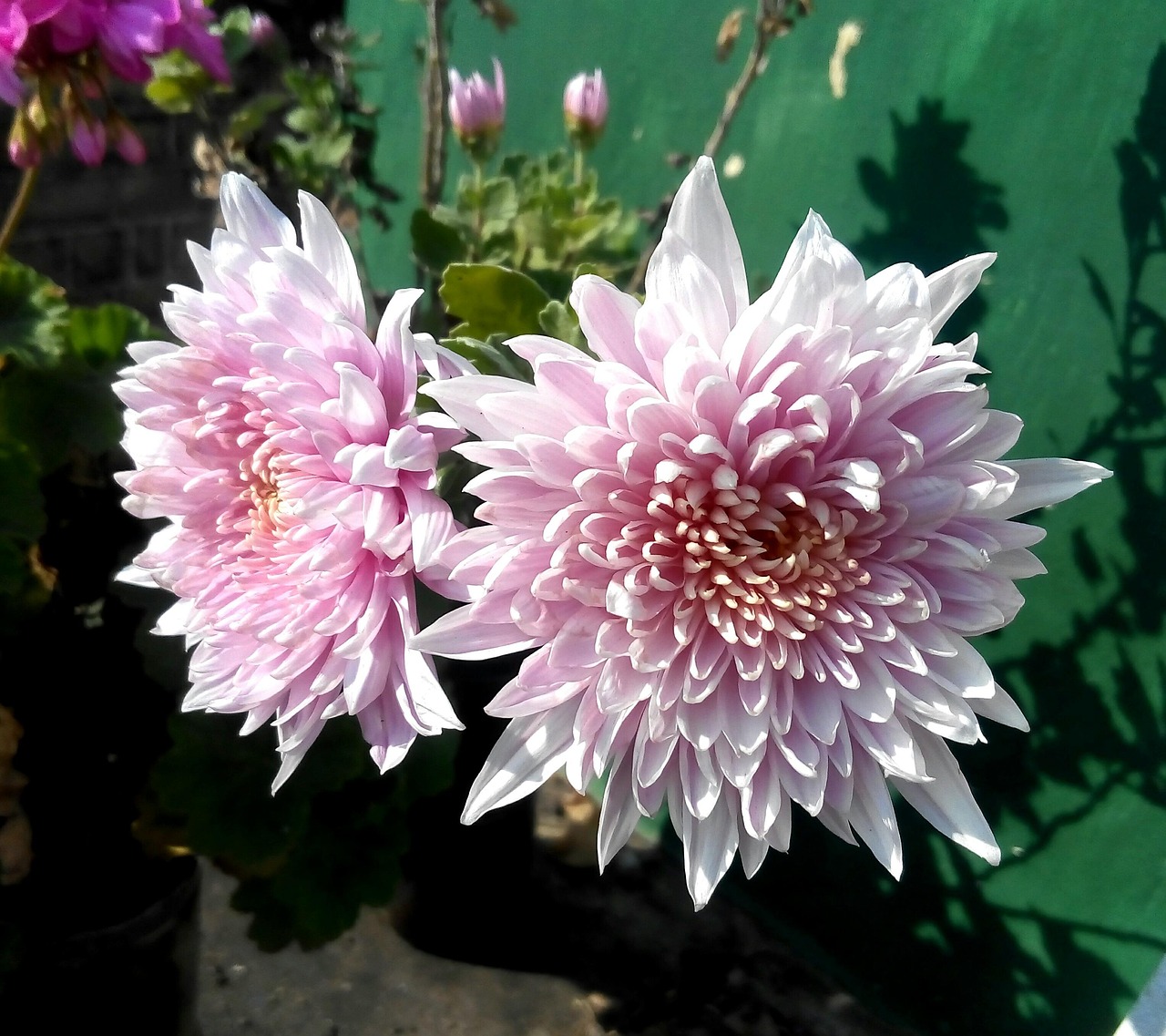 Chrysthanemum Flowers - Free photo on Pixabay - Pixabay