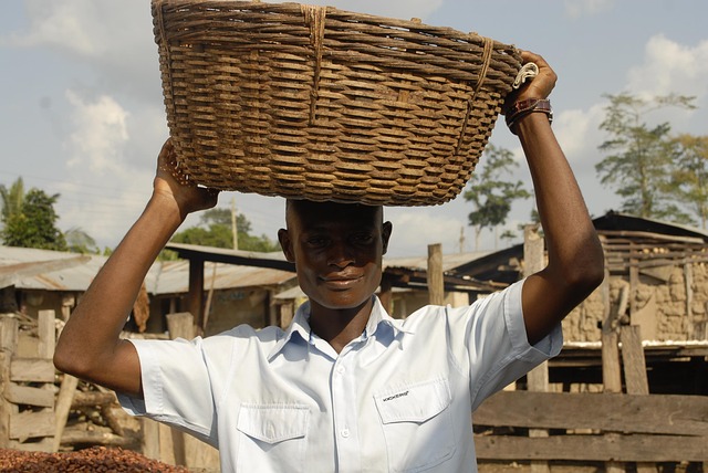 Ghana Cocoa Agriculture - Free photo on Pixabay - Pixabay