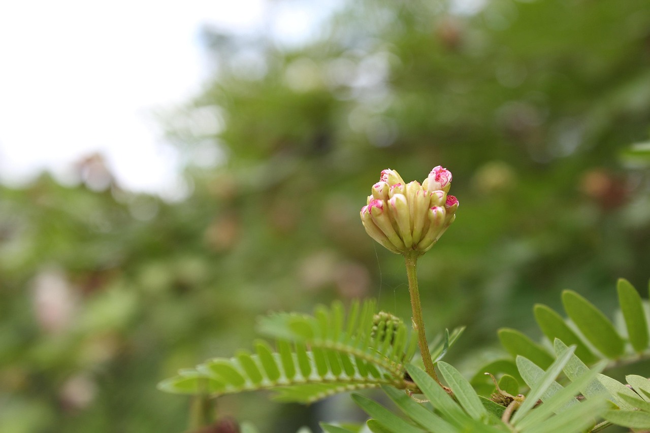 The Pods Plant Close - Free photo on Pixabay - Pixabay