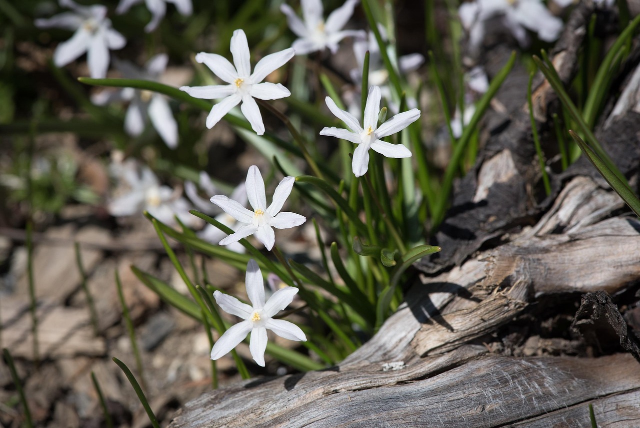 Jacintos Estrella Blanco Blanca - Foto gratis en Pixabay - Pixabay