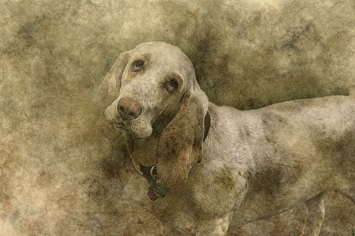 400+ Free Hound & Dog Images