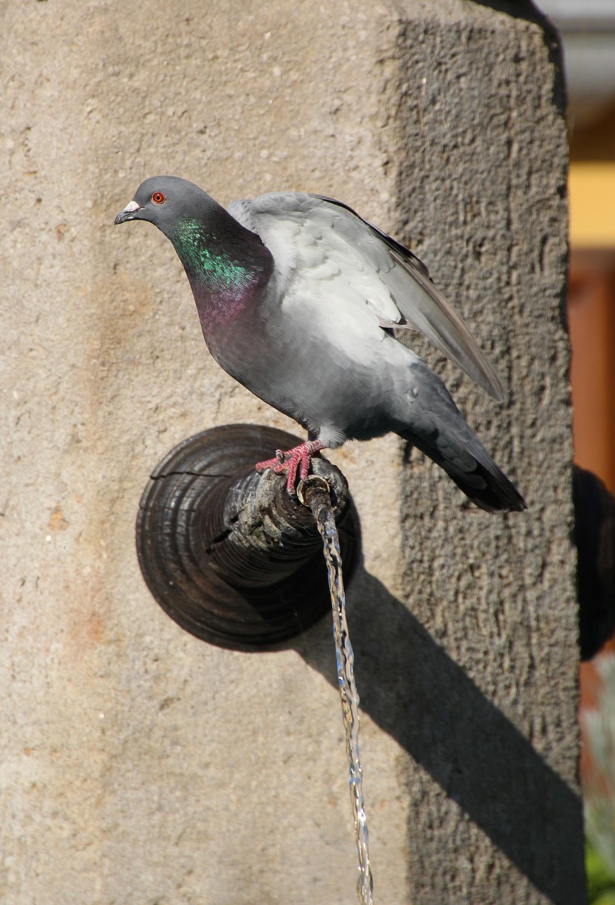 Duif Fontein Vogel - Gratis foto op Pixabay - Pixabay