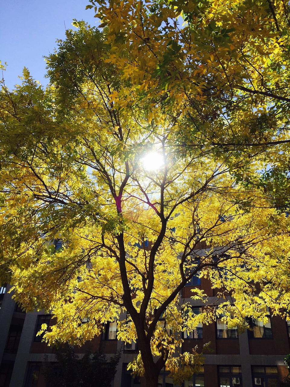 Sunshine Tree Yellow - Free photo on Pixabay - Pixabay
