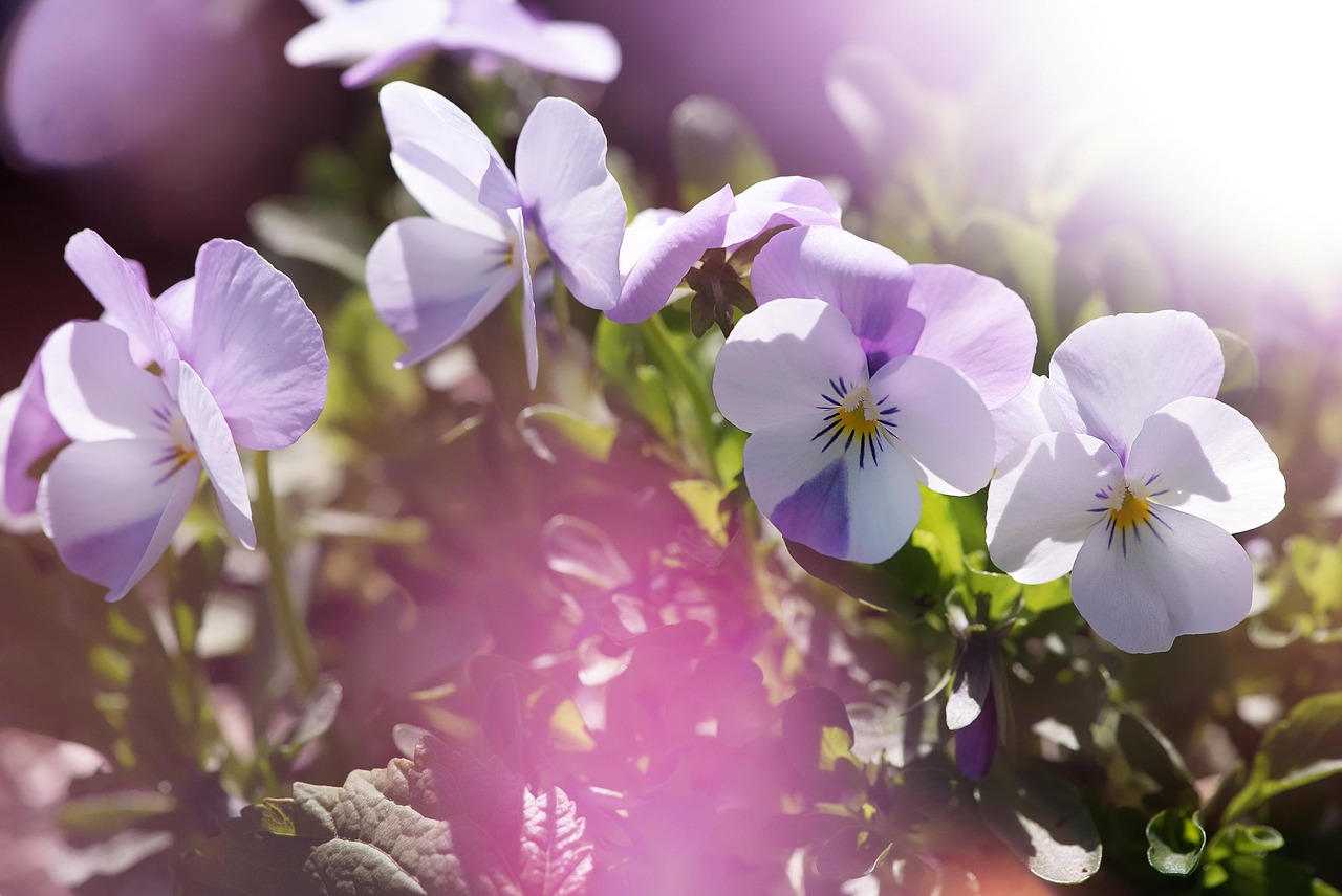 Pansy Violet White Garden - Free photo on Pixabay - Pixabay