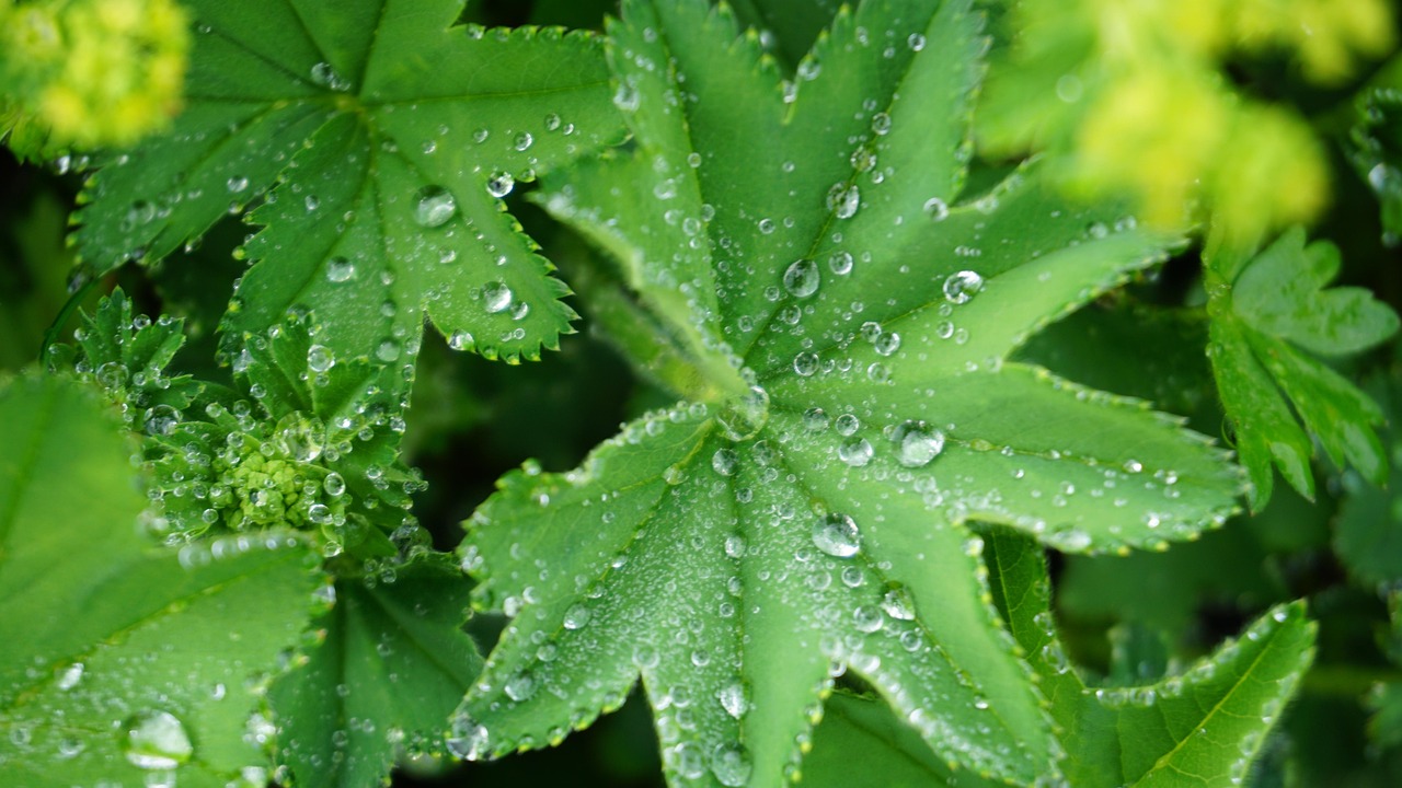100,000+ Free Mountain Dew & Dew Images - Pixabay