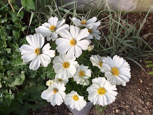 Fleur Jardin Blanc La Nature - Photo gratuite sur Pixabay