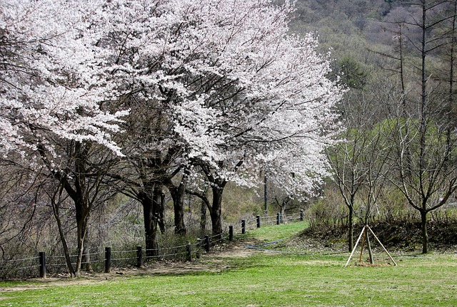 Cherry Flowers Forest Tree - Free photo on Pixabay