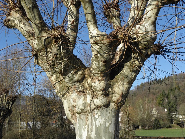 Natur Baum - Kostenloses Foto auf Pixabay - Pixabay