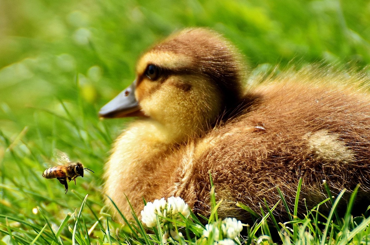 Patitos Abeja Divertida - Foto gratis en Pixabay - Pixabay