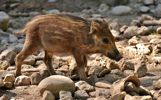 40.000+ kostenlose Süße Schweinchen und Schweinchen-Bilder - Pixabay