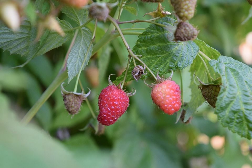 Raspberry Red Nature - Free photo on Pixabay