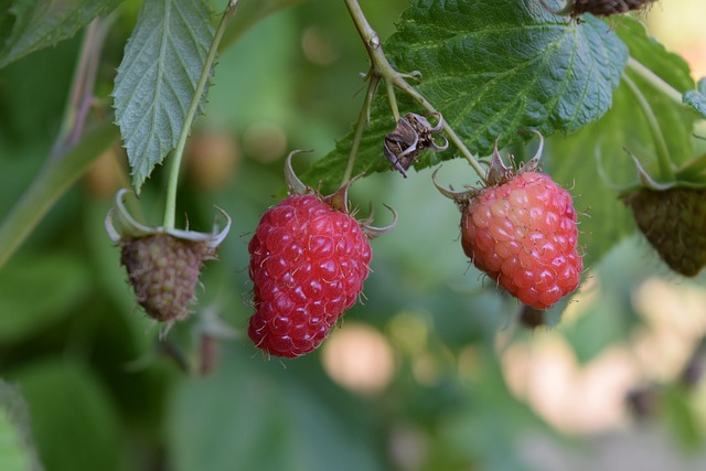 Raspberry Red Nature - Free photo on Pixabay