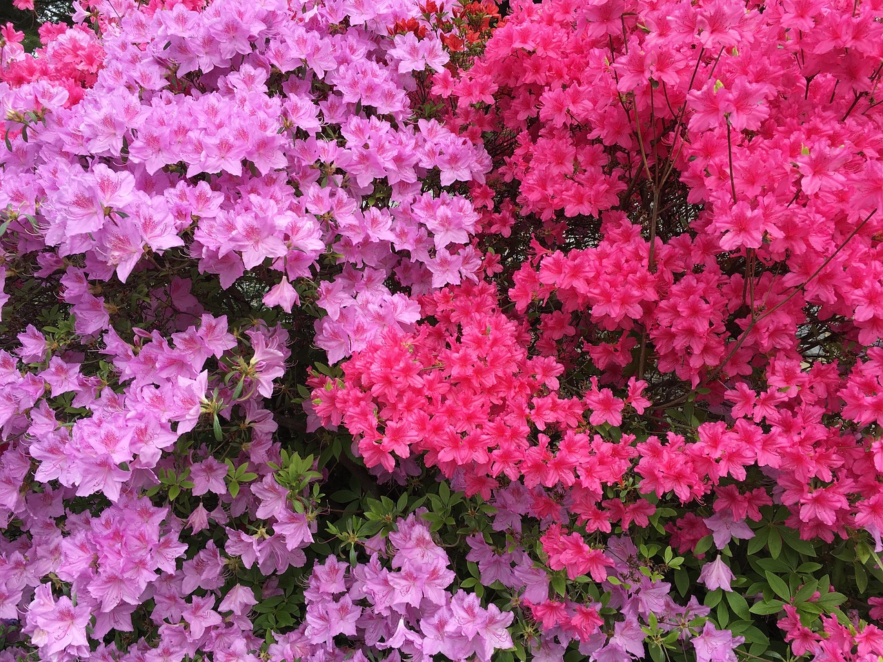 Fuschia Pink Flower - Free photo on Pixabay - Pixabay