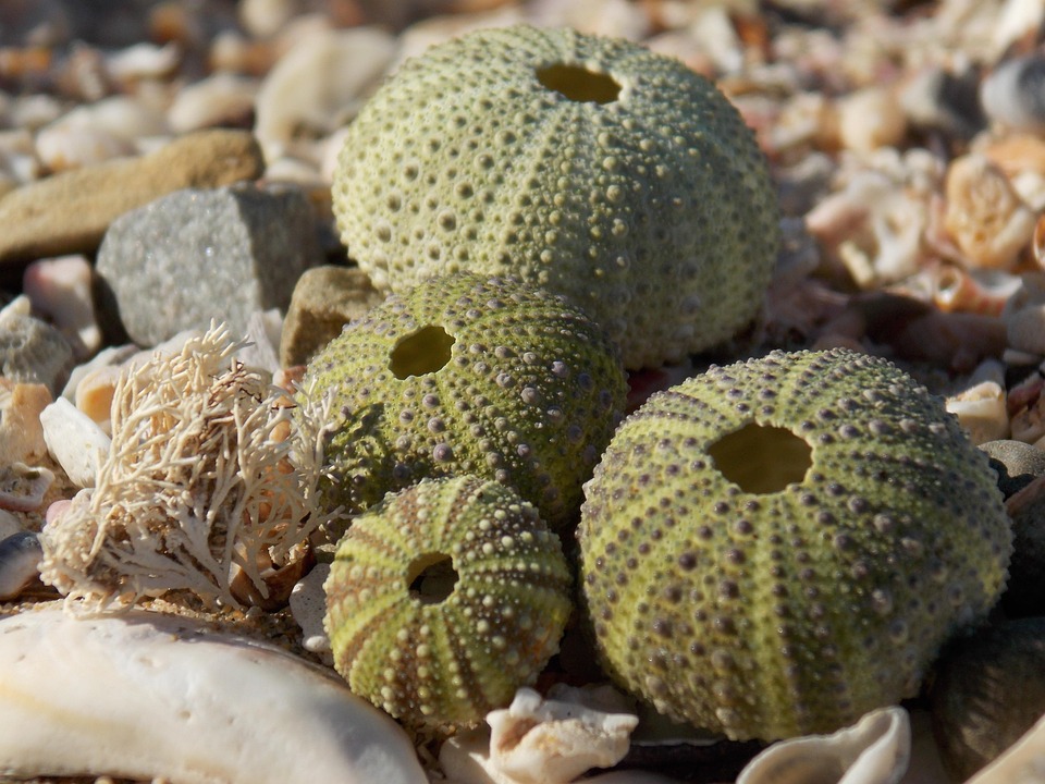 Conchas Coral Verde - Foto gratis en Pixabay - Pixabay
