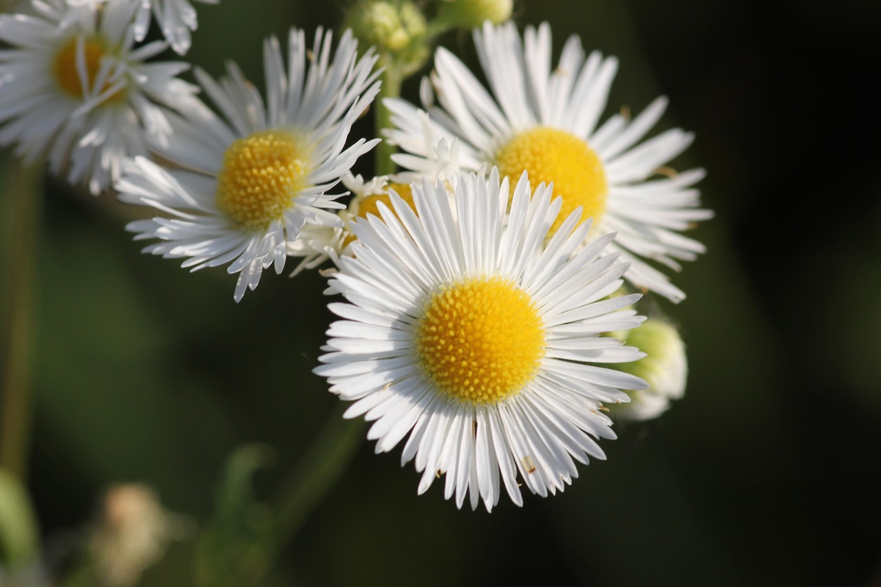 Erigeron Annuus Margarita Fleabane - Foto gratis en Pixabay - Pixabay