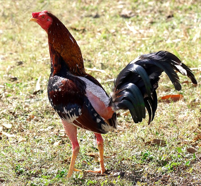 Cuba Rooster Chicken - Free photo on Pixabay