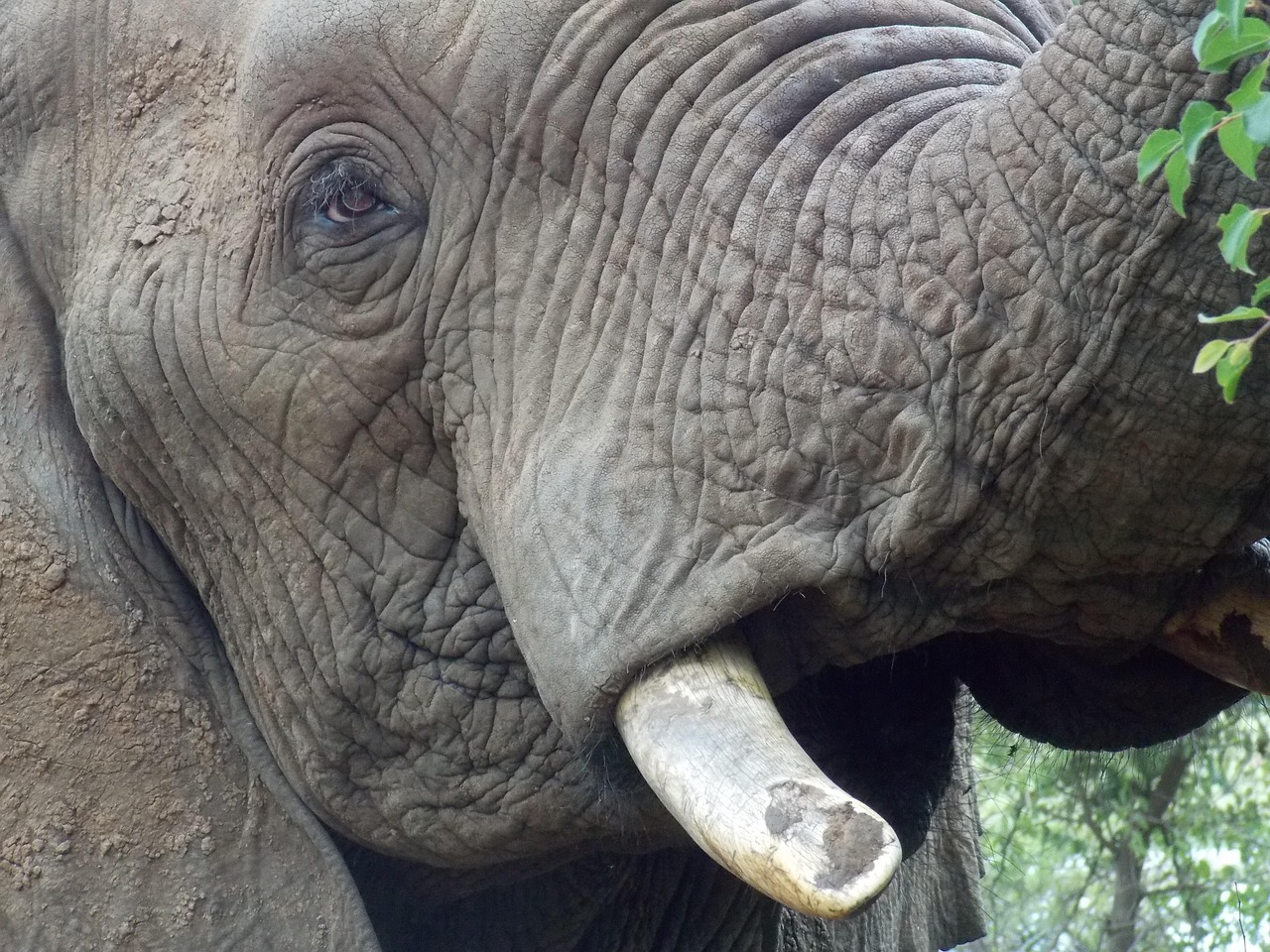 L'Éléphant Loxodonta Africain - Photo gratuite sur Pixabay - Pixabay