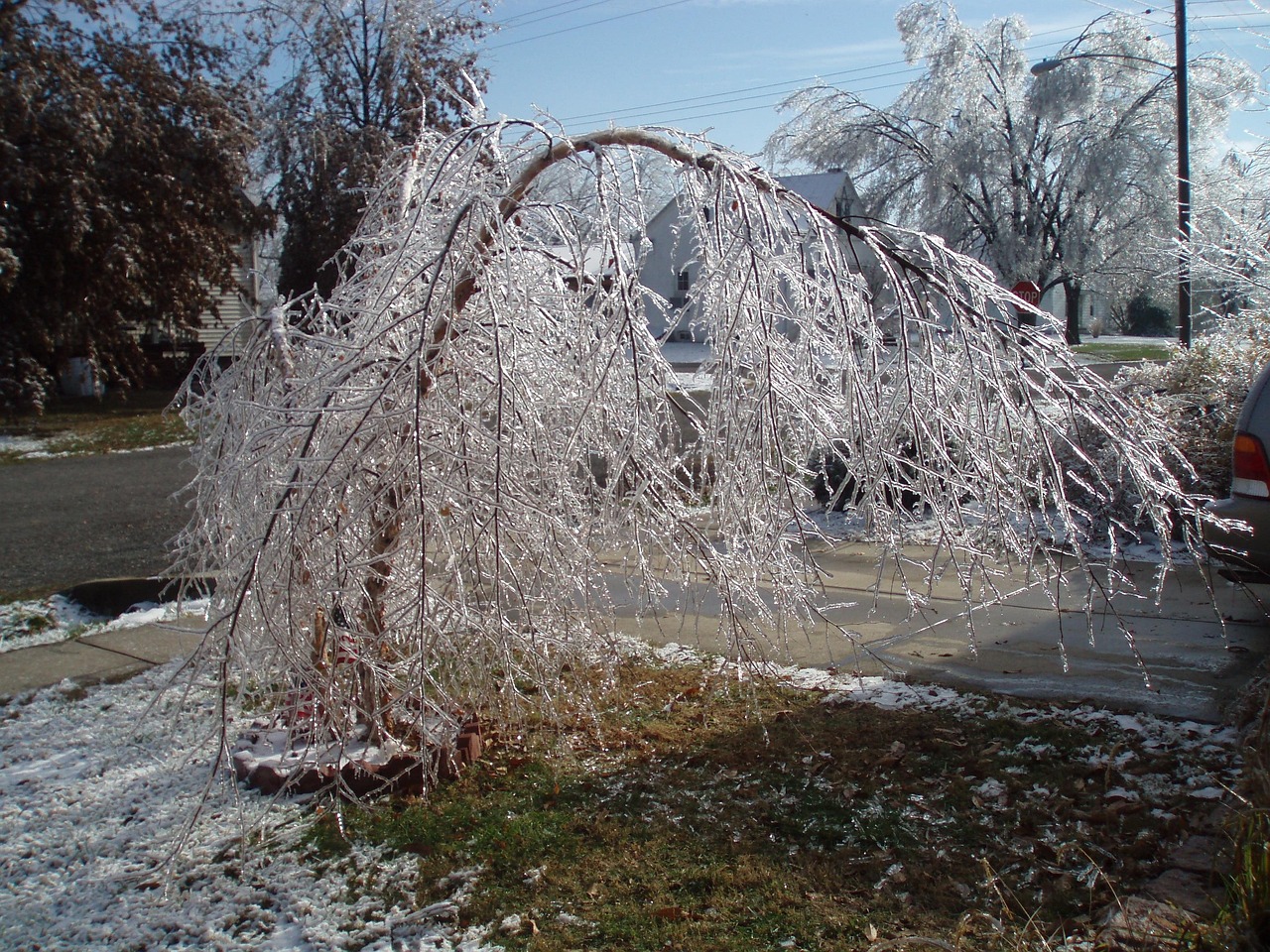 Ice Storm Tree Gray - Free photo on Pixabay