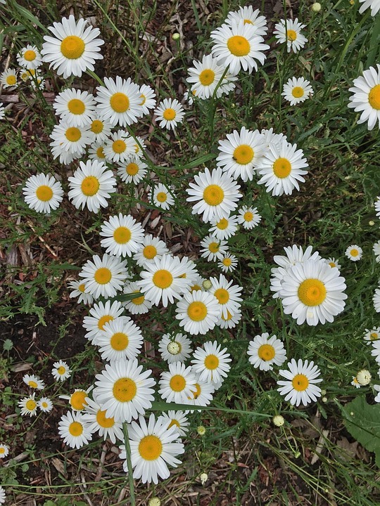 Daisy Wildflowers Flower - Free photo on Pixabay - Pixabay