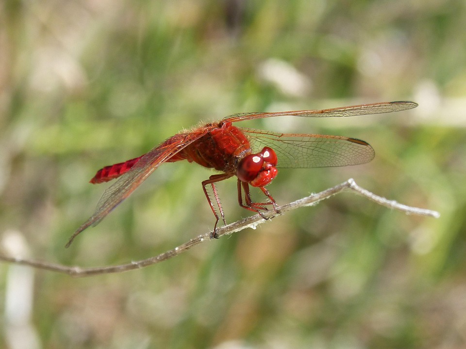 Red Dragonfly Branch Wetland - Free photo on Pixabay - Pixabay